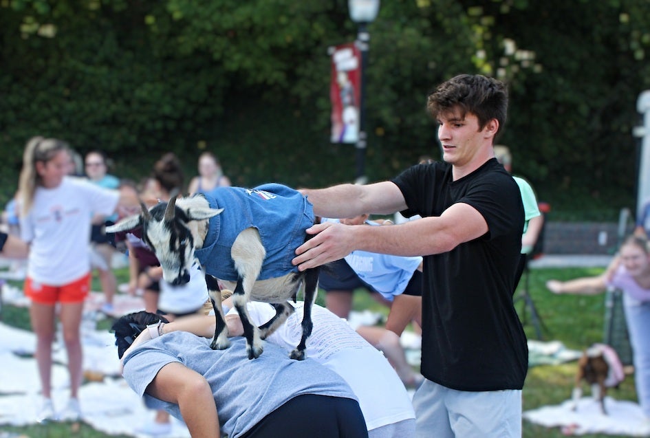Goat Yoga tradition at CU-Lock Haven provides stress-relief, laughs and ...